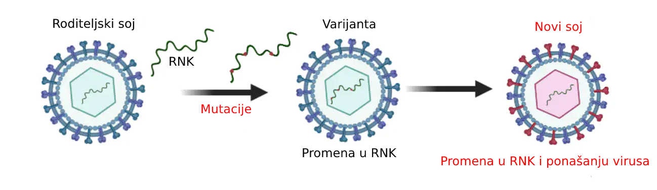 Covid-19 | Informator